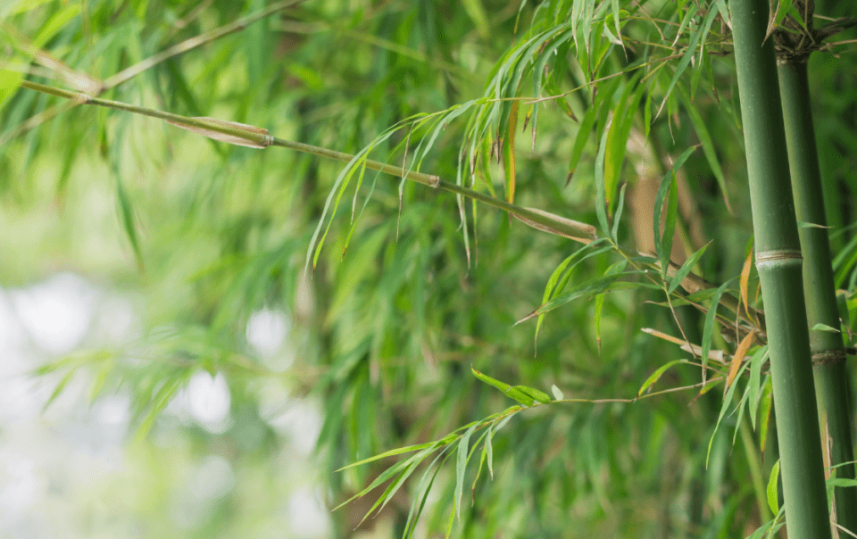 Selbstbild - Beratung, Training & Coaching